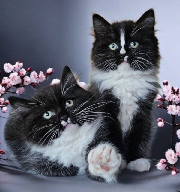 About the ragdoll breed I Different types of Ragdoll cats and kittens